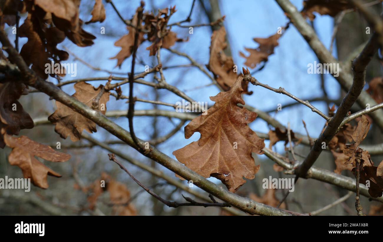Albero con rami secchi immagini e fotografie stock ad alta risoluzione ...