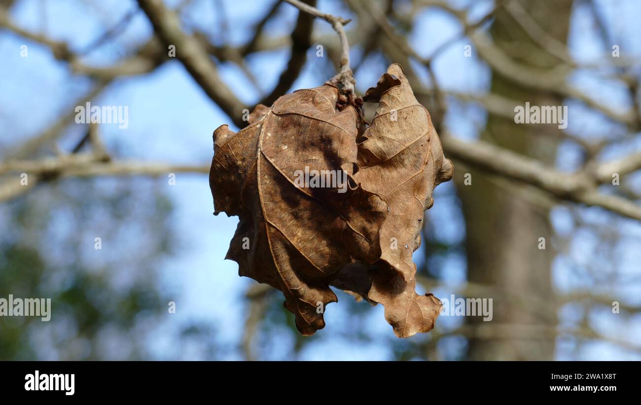 Albero con rami secchi immagini e fotografie stock ad alta risoluzione ...