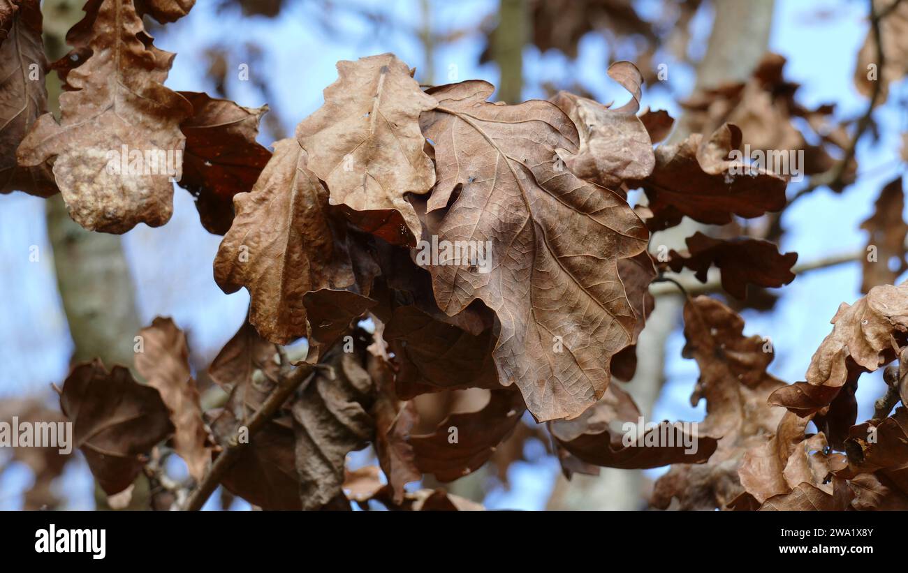 Albero con rami secchi immagini e fotografie stock ad alta risoluzione ...