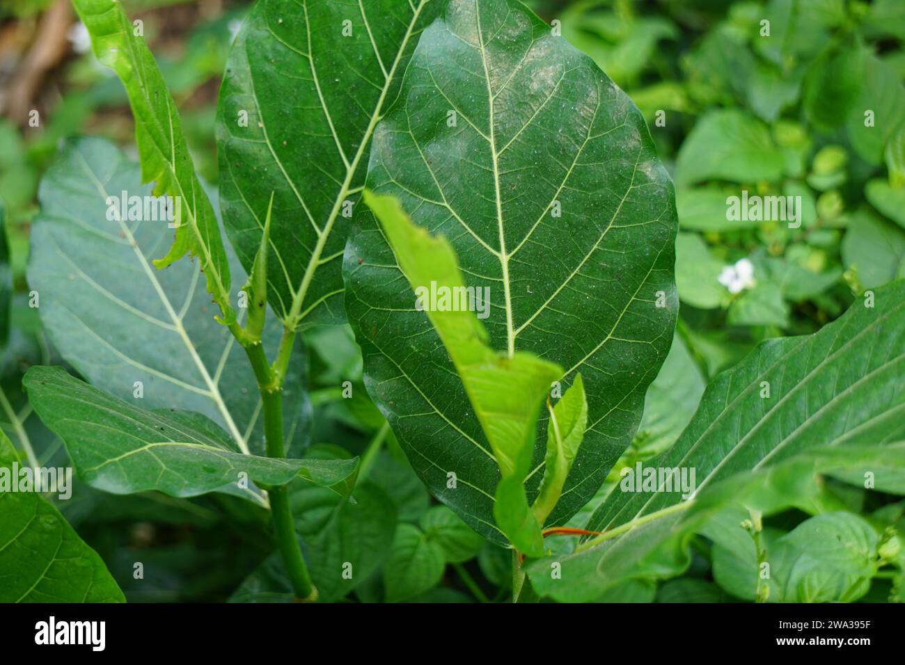 Ficus septica immagini e fotografie stock ad alta risoluzione - Alamy