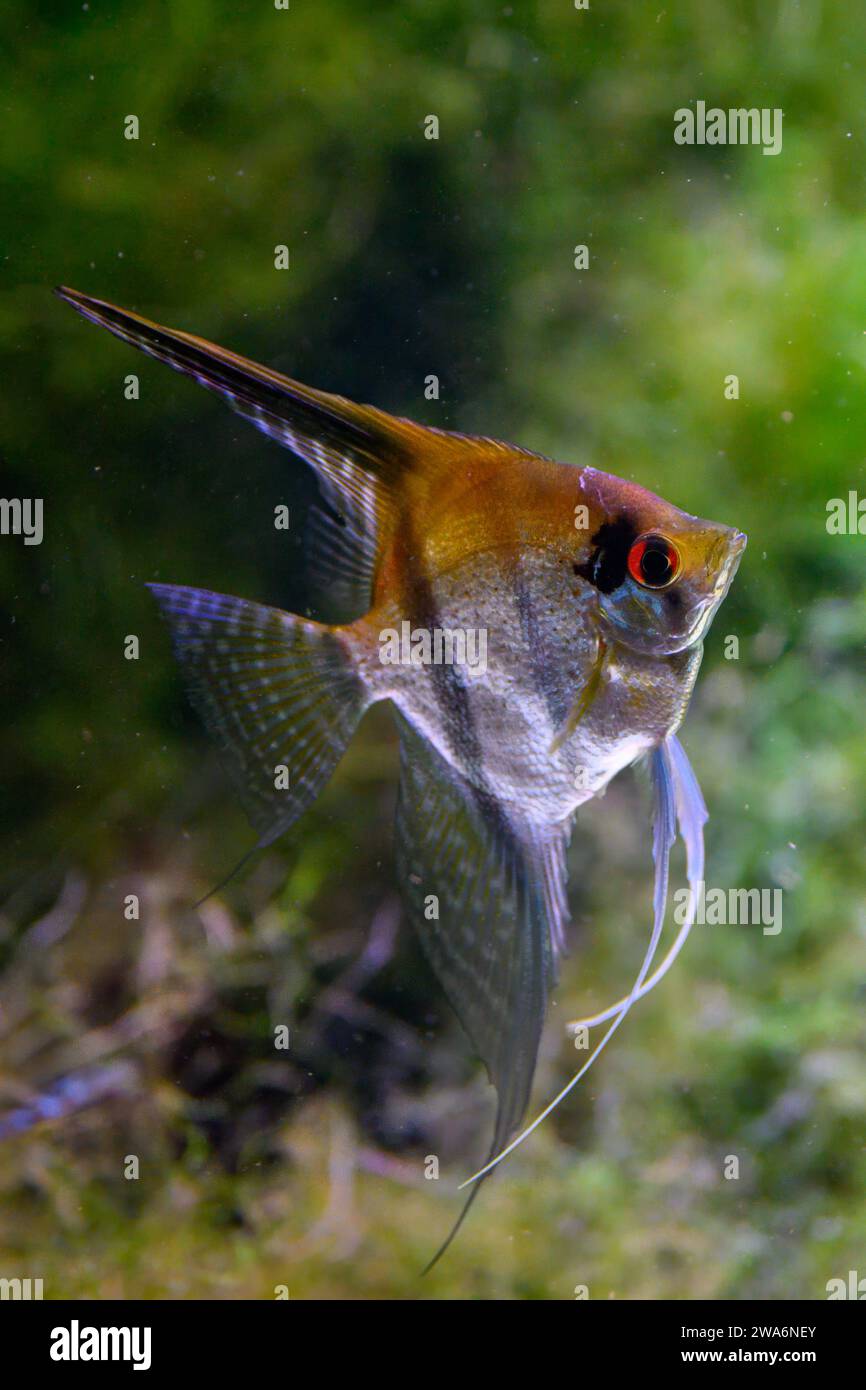 Orinoco angelfish immagini e fotografie stock ad alta risoluzione - Alamy