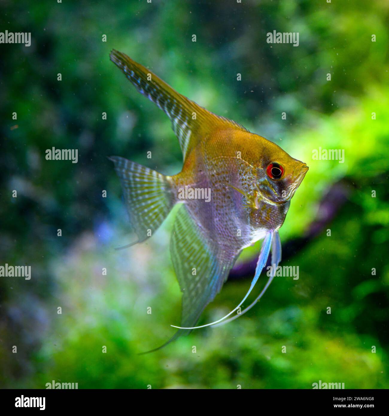 Orinoco angelfish pterophyllum altum immagini e fotografie stock ad ...