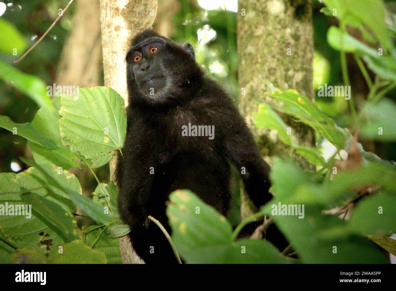 Ritratto di un macaco crestato (Macaca nigra) che ha perso la mano ...