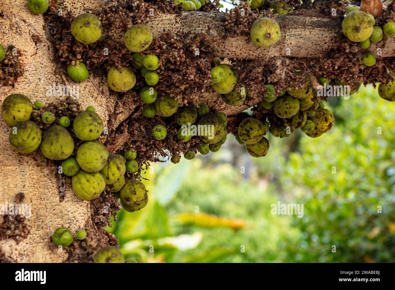 Ficus Sycomorus «Sakalavarum» prolifico e succulento, fico di sicomoro ...