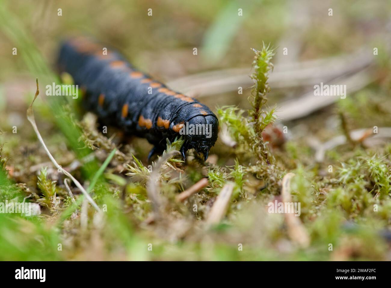 Cucullia lucifuga immagini e fotografie stock ad alta risoluzione - Alamy