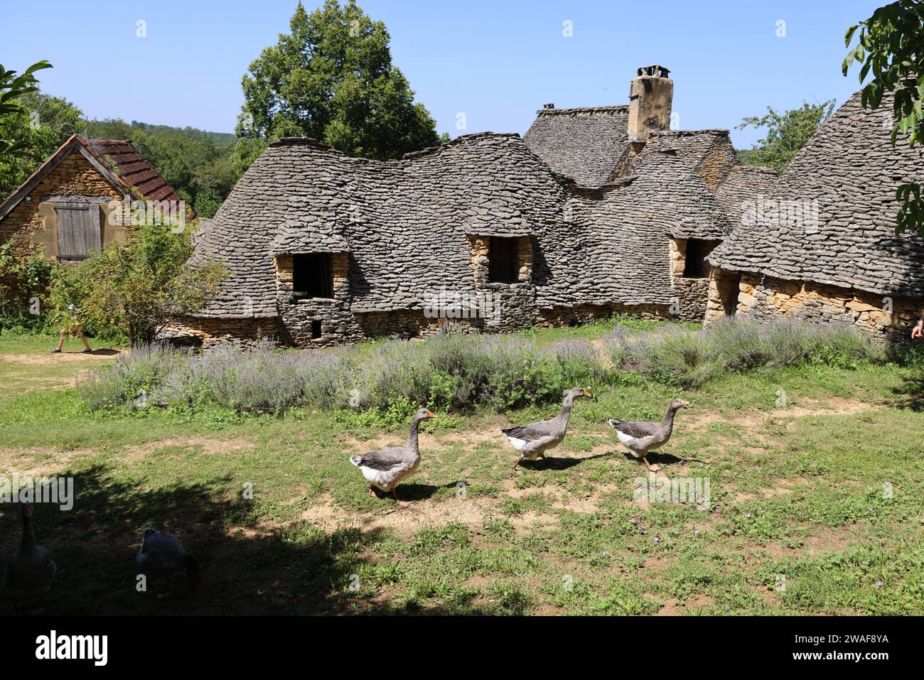 Le famose oche del Périgord tra le Cabanes du Breuil. Queste tipiche ...
