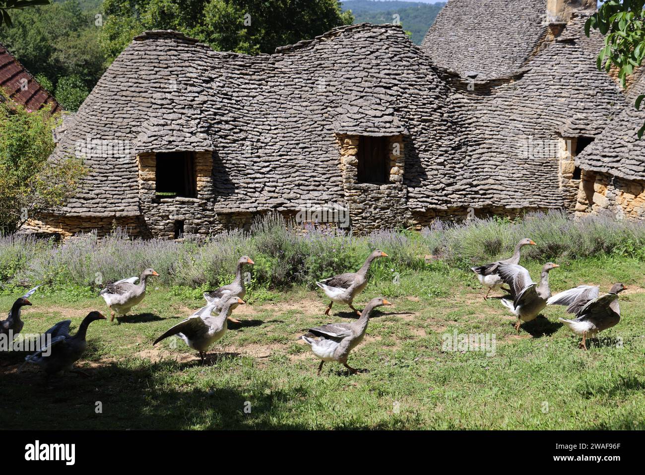 Le famose oche del Périgord tra le Cabanes du Breuil. Queste tipiche ...