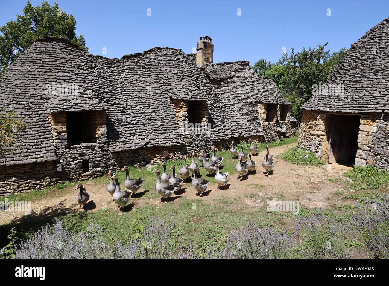 Le famose oche del Périgord tra le Cabanes du Breuil. Queste tipiche ...