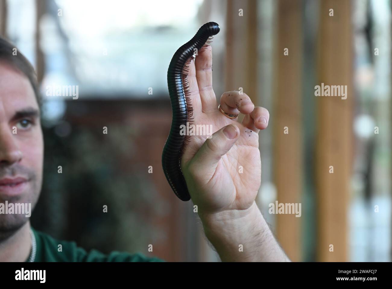 Archispirostreptus gigas, conosciuto come il gigantesco millipede ...