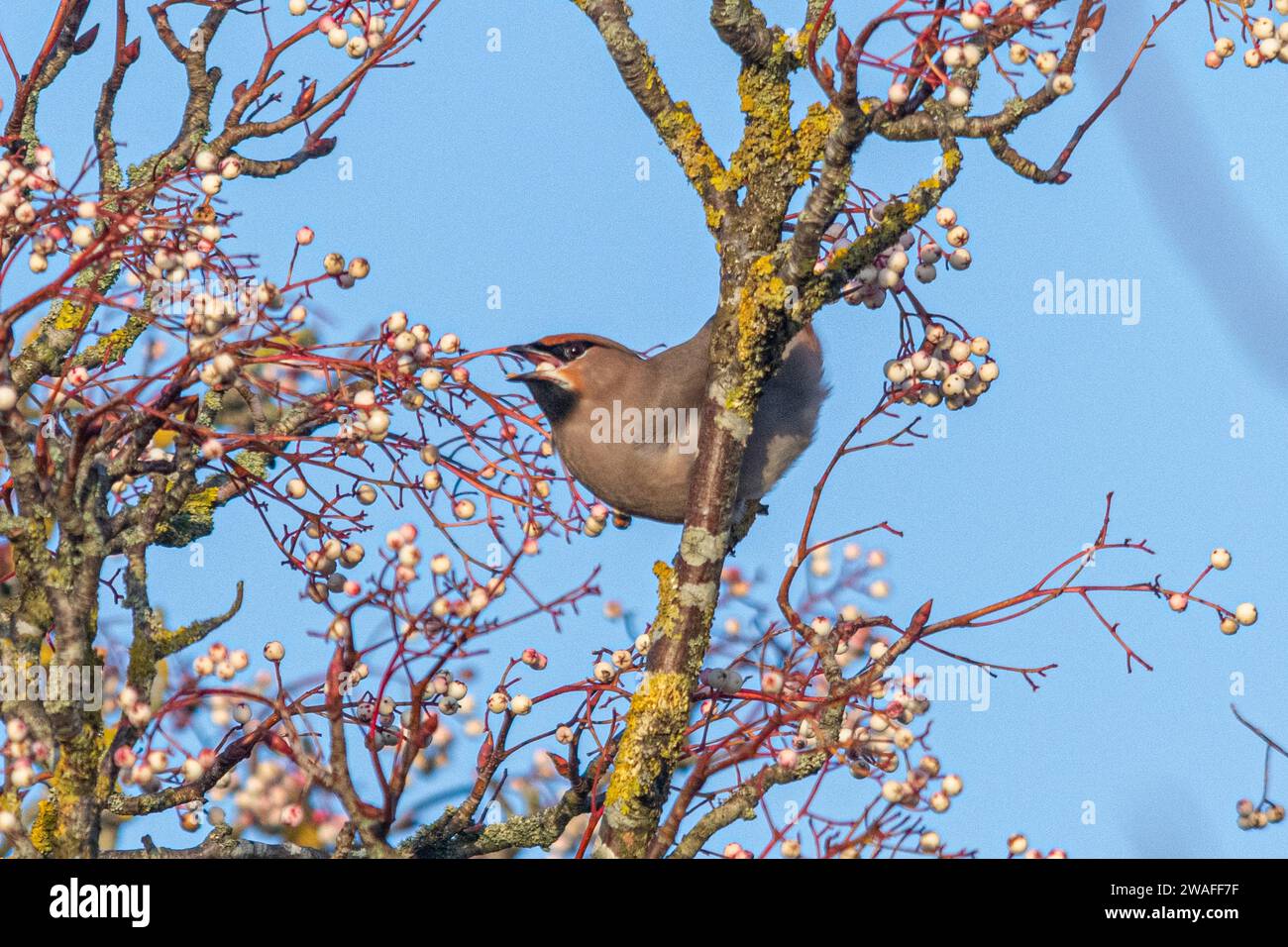 Uccello di Waxwing (Bombycilla garrulus) che si nutre di bacche bianche ...