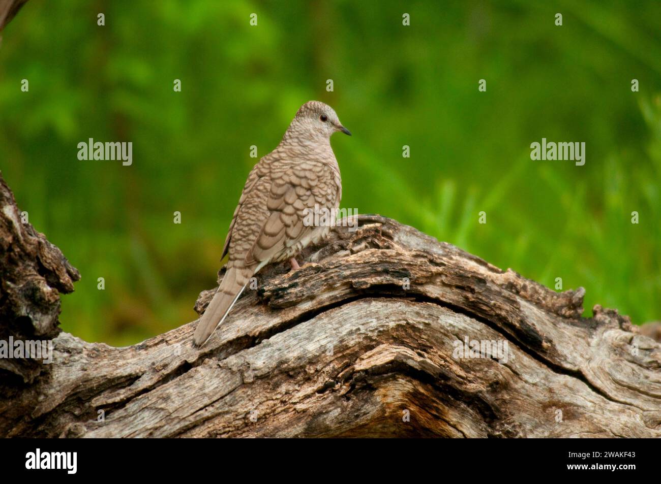 Scardafella inca immagini e fotografie stock ad alta risoluzione - Alamy