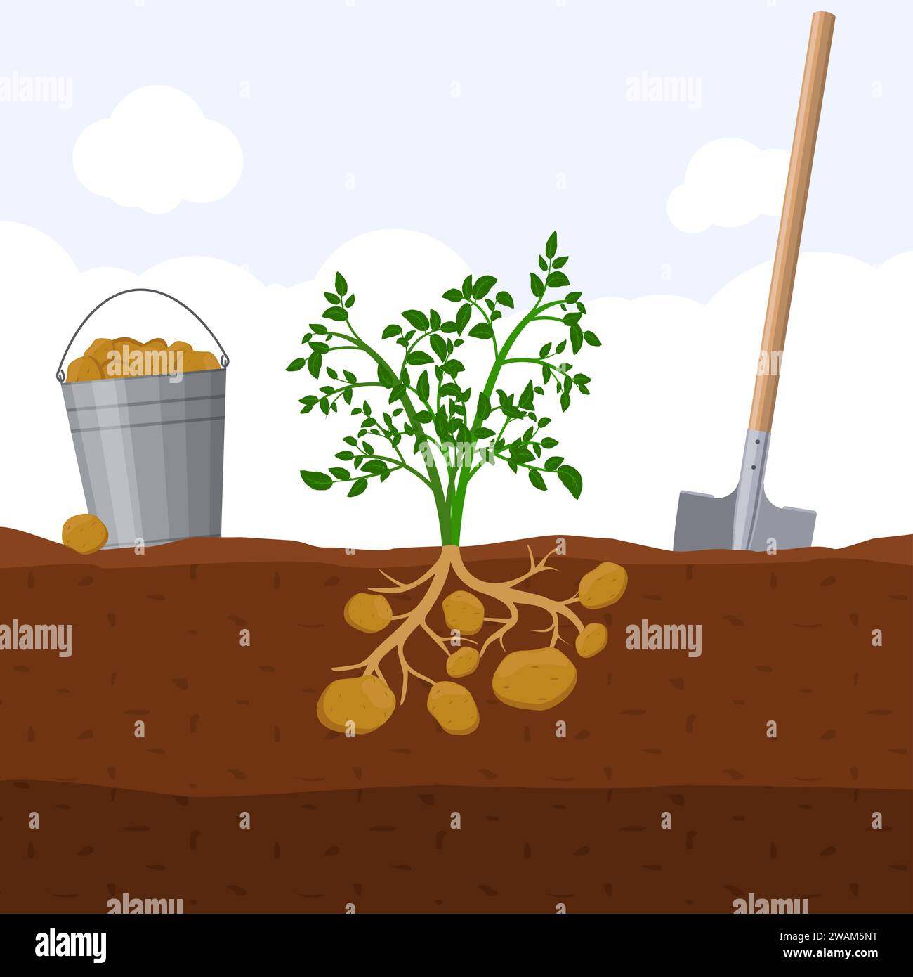 Giardino della raccolta delle patate Immagini Vettoriali Stock - Alamy