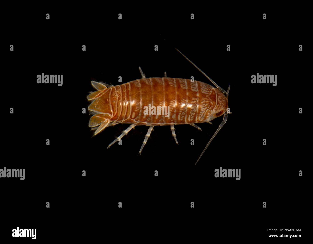 Isopodi marini immagini e fotografie stock ad alta risoluzione - Alamy