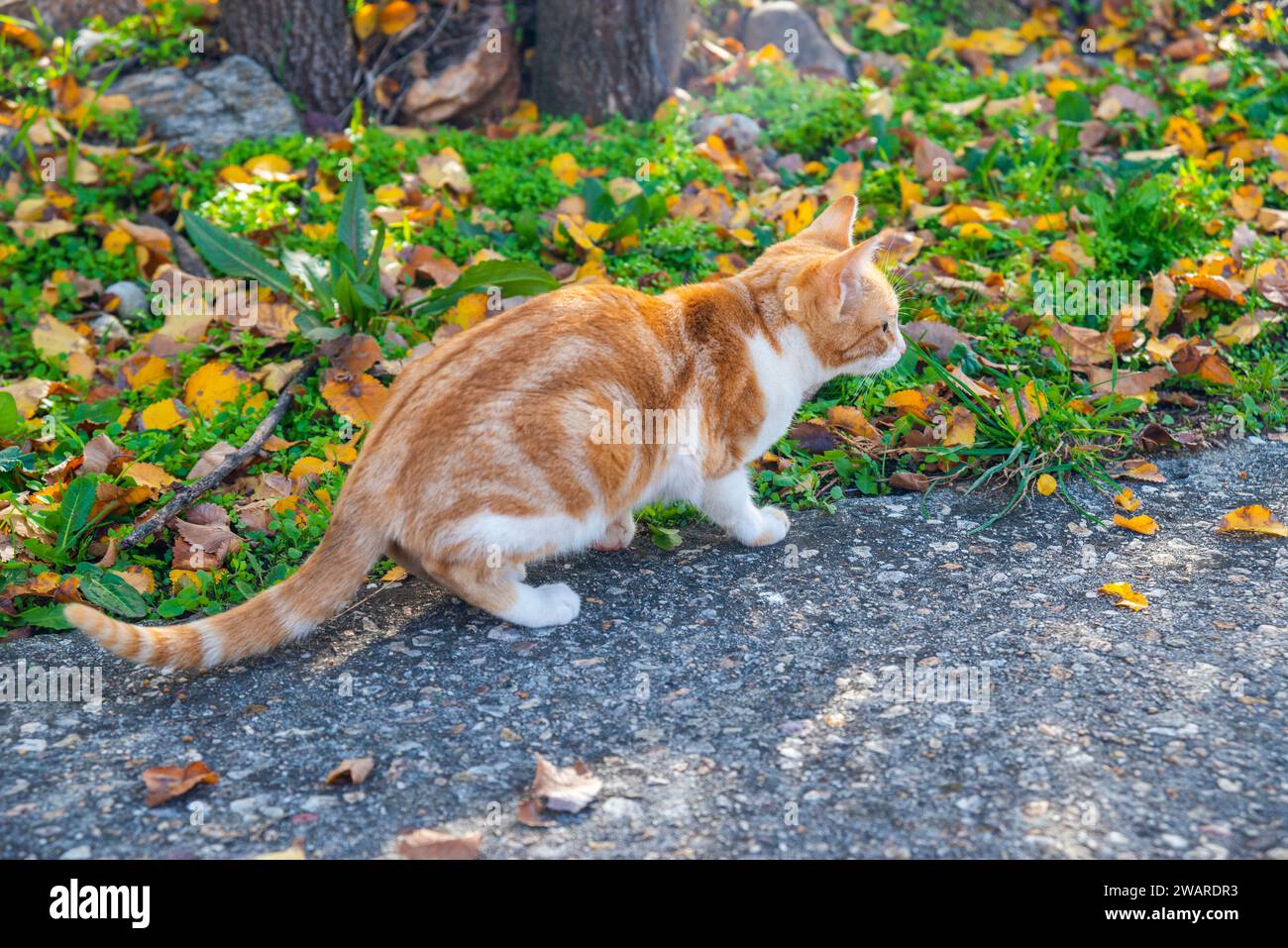 Tabby naranja immagini e fotografie stock ad alta risoluzione - Alamy