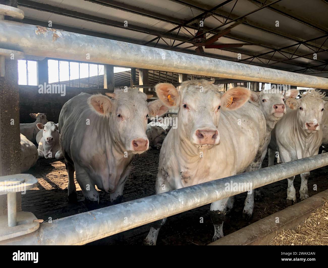 Mucche in una stalla immagini e fotografie stock ad alta risoluzione ...