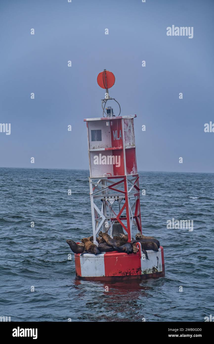 Il Monterey Bay Canyon è un parco giochi per creature oceaniche ...