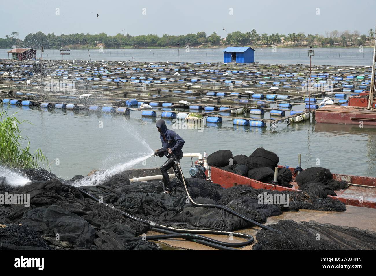 GHANA, Asutsuare, fiume volta, allevamento ittico Tilapia della società ...