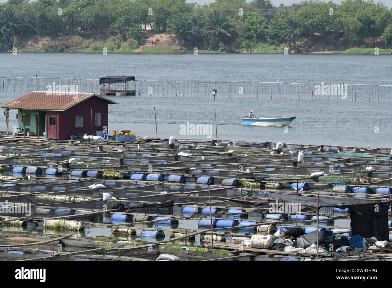 GHANA, Asutsuare, fiume volta, allevamento ittico Tilapia della società ...