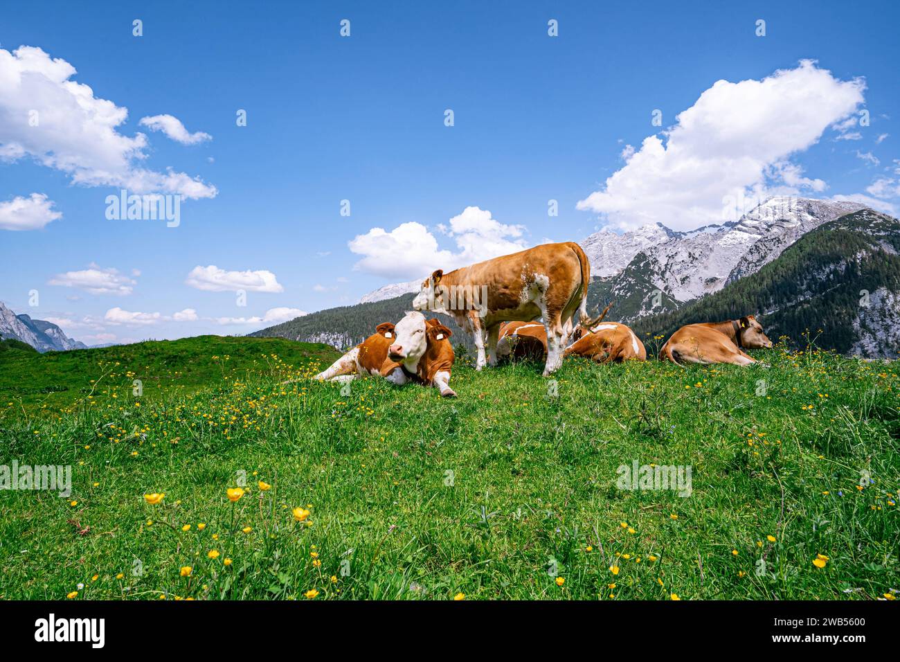 ALM-Idylle, Fleckvieh -Kühe auf einer Alm mit Alpenpanorama im Hintergrund. Idyllische ...