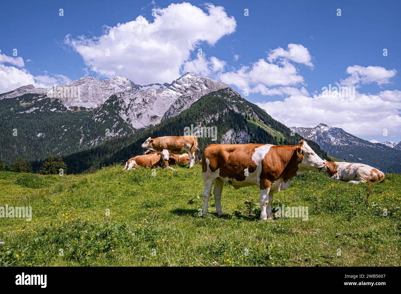 ALM-Idylle, Fleckvieh -Kühe auf einer Alm mit Alpenpanorama im ...