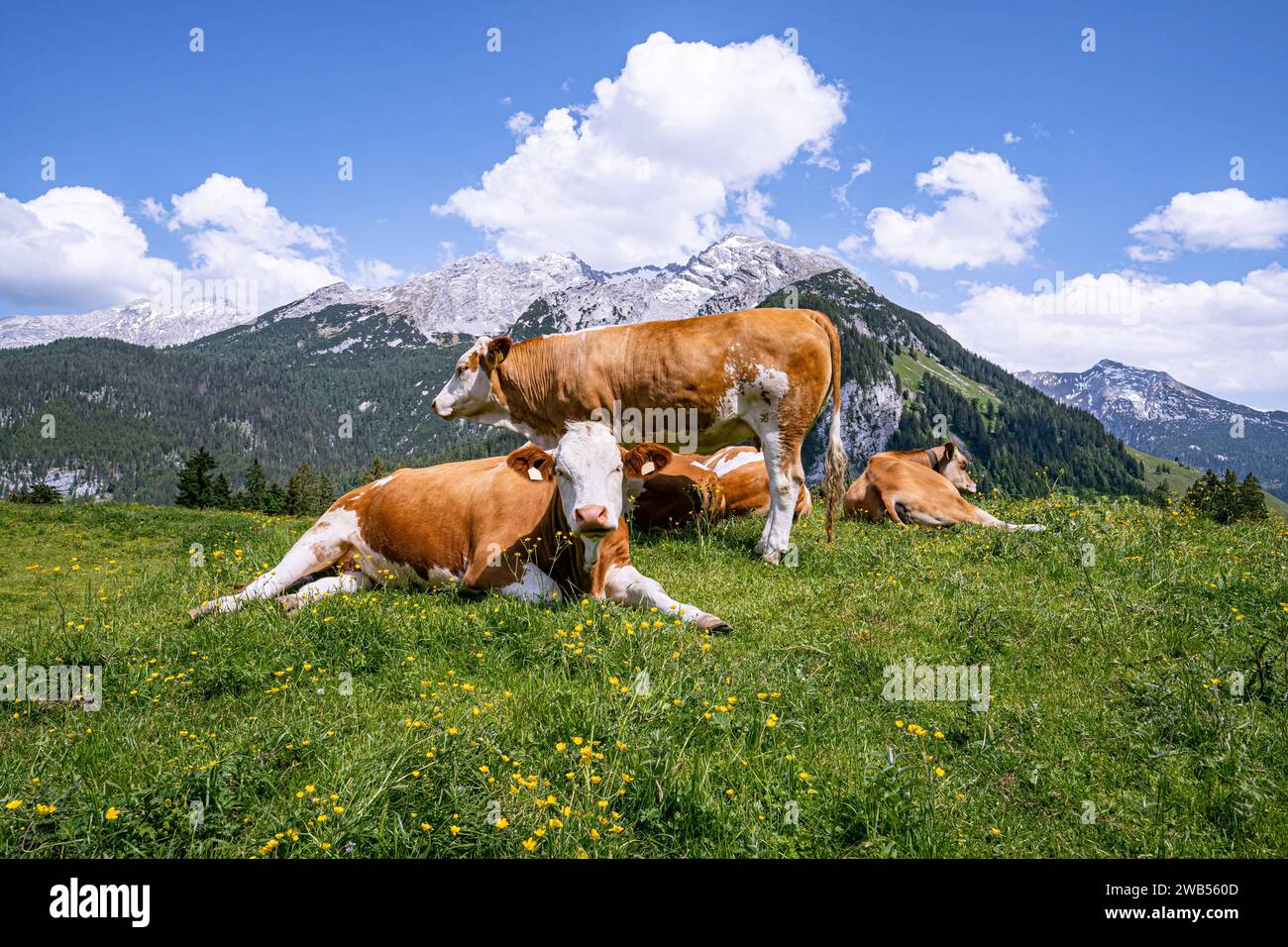 ALM-Idylle, Fleckvieh -Kühe auf einer Alm mit Alpenpanorama im Hintergrund. Idyllische ...
