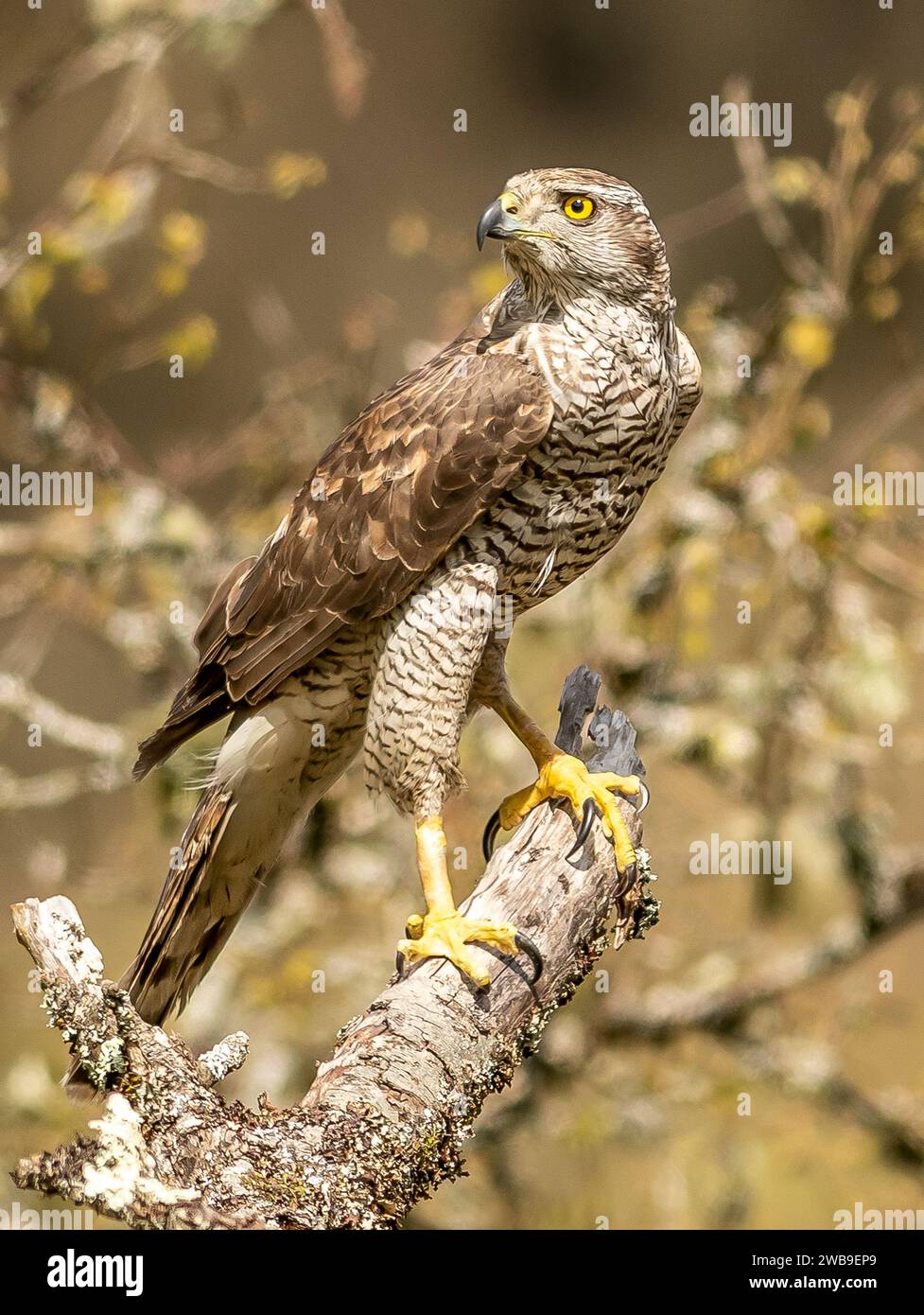 Astore eurasiatico immagini e fotografie stock ad alta risoluzione - Alamy