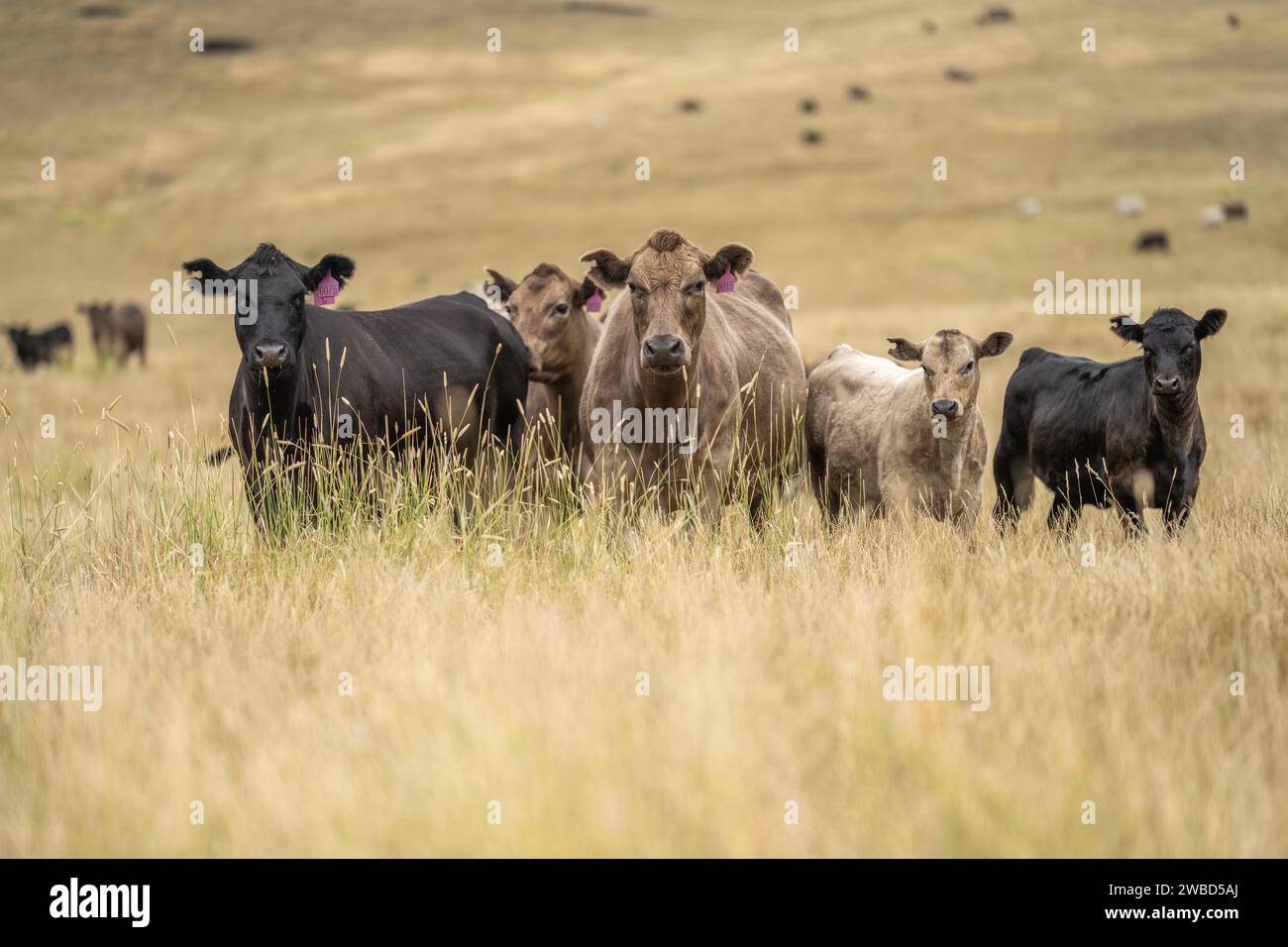Mucche in un campo, tori di manzo, mucche e bestiame che pascolano sull ...