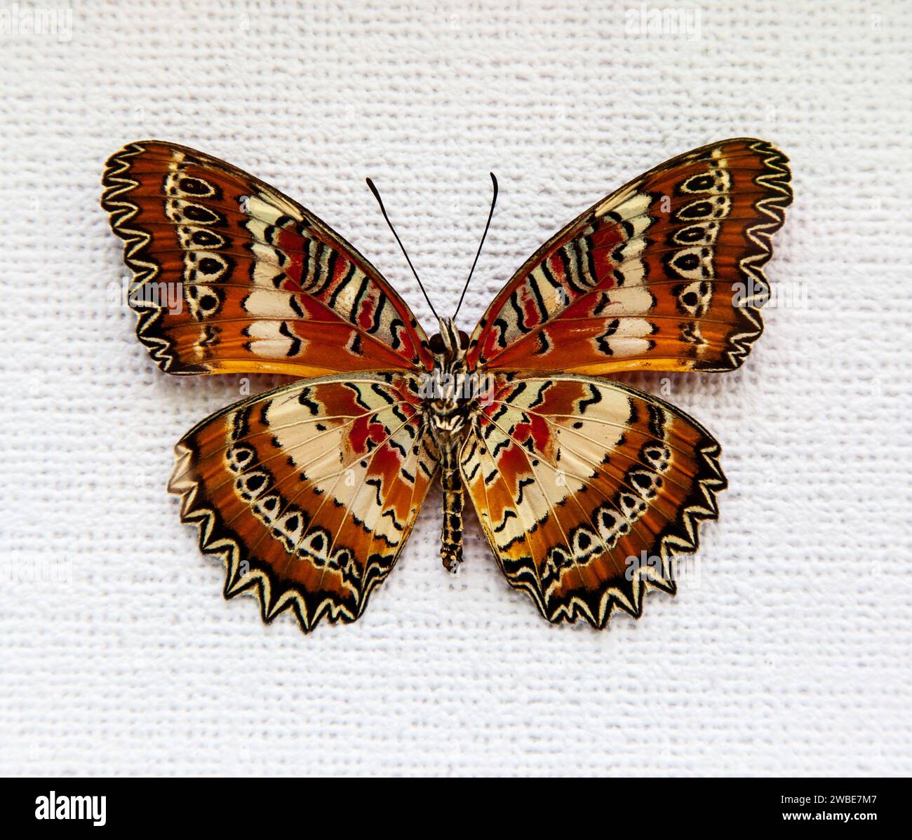 Farfalla tropicale australia immagini e fotografie stock ad alta ...