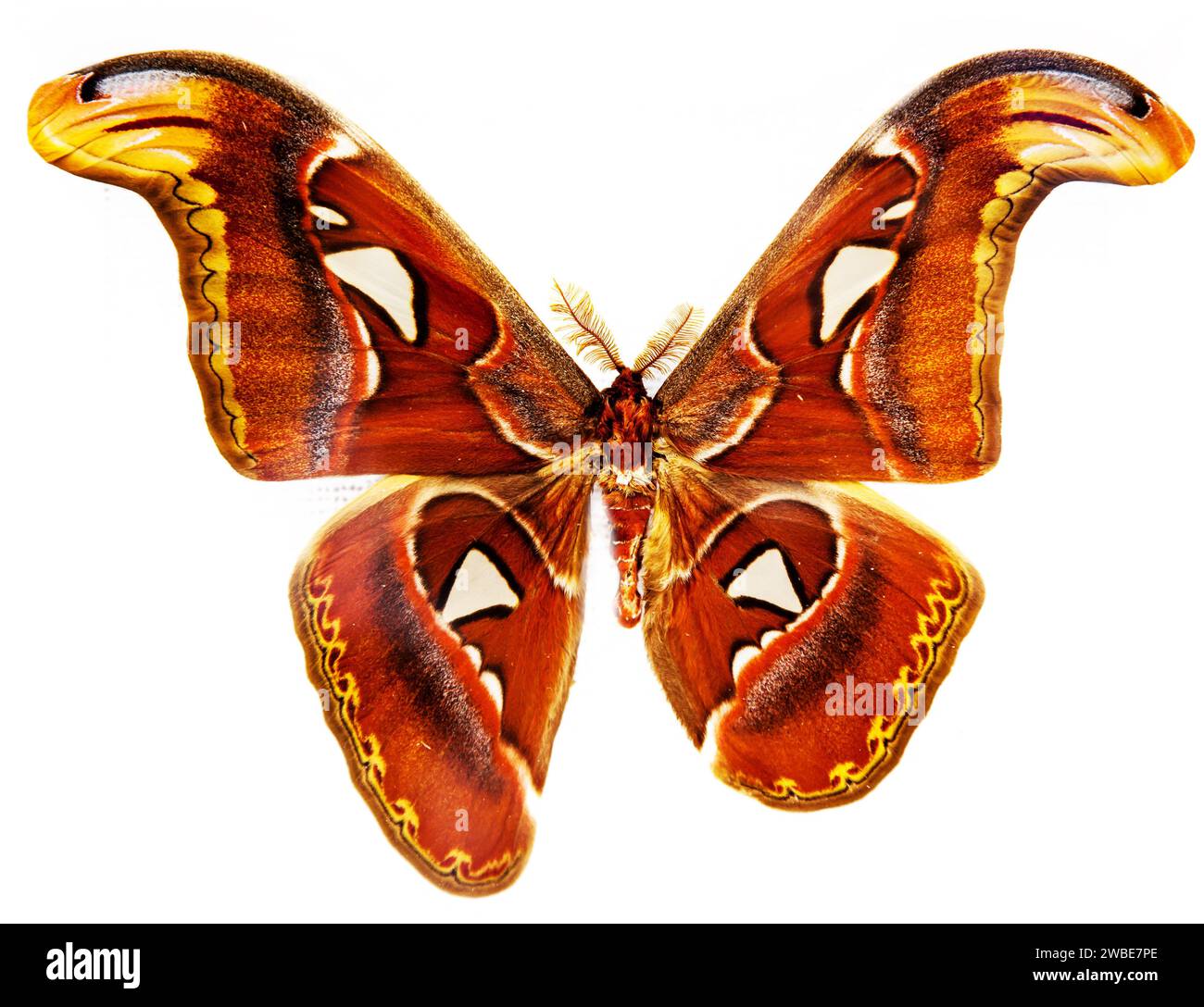 Farfalla tropicale australia immagini e fotografie stock ad alta ...