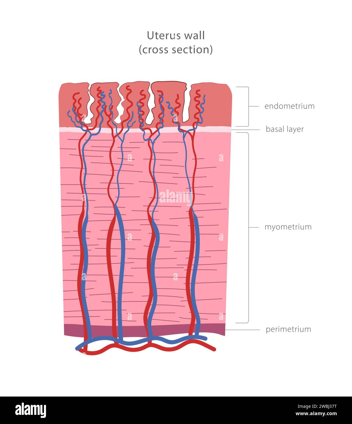 Histology uterus Immagini Vettoriali Stock - Alamy