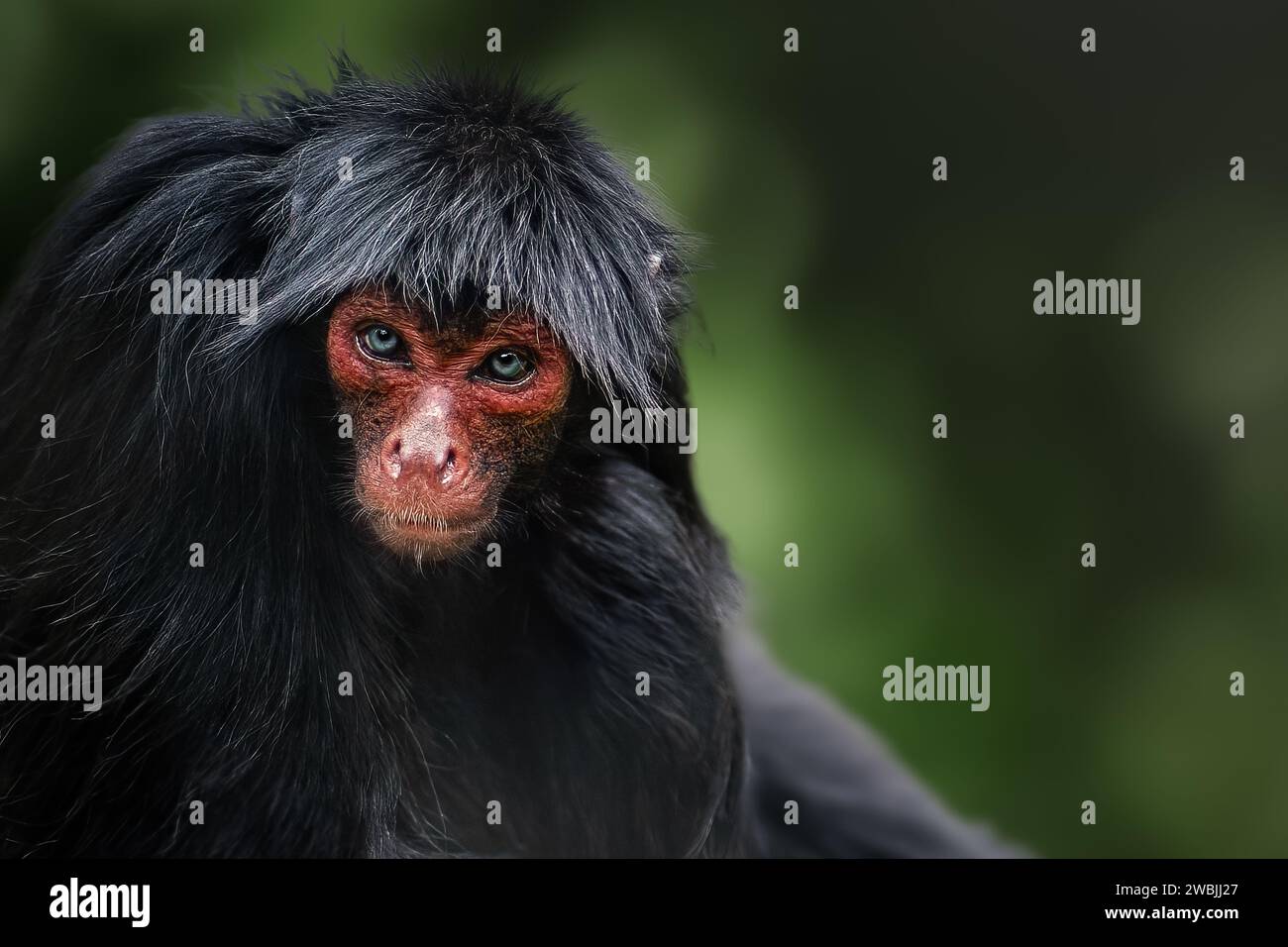 Scimmia dalla faccia rossa immagini e fotografie stock ad alta ...