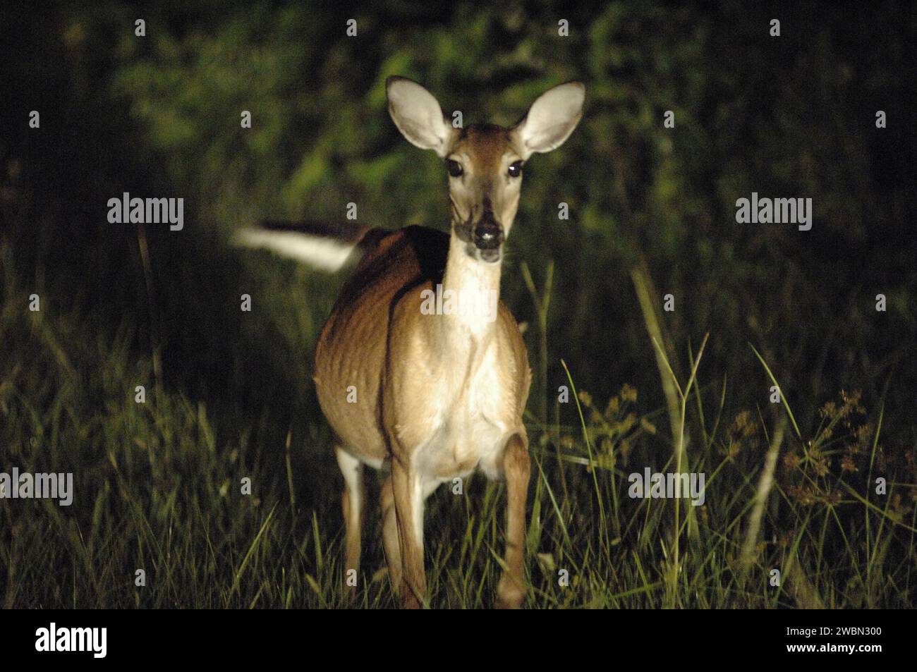 KENNEDY SPACE CENTER, FLA. - Nelle ore precedenti l'alba, un cervo ...