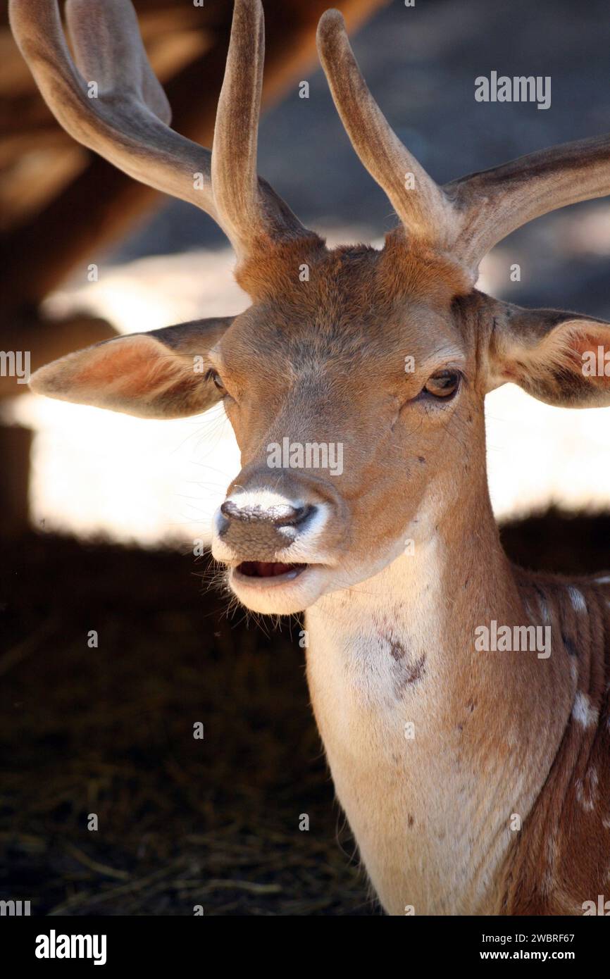 Zoccolo di cervo immagini e fotografie stock ad alta risoluzione - Alamy
