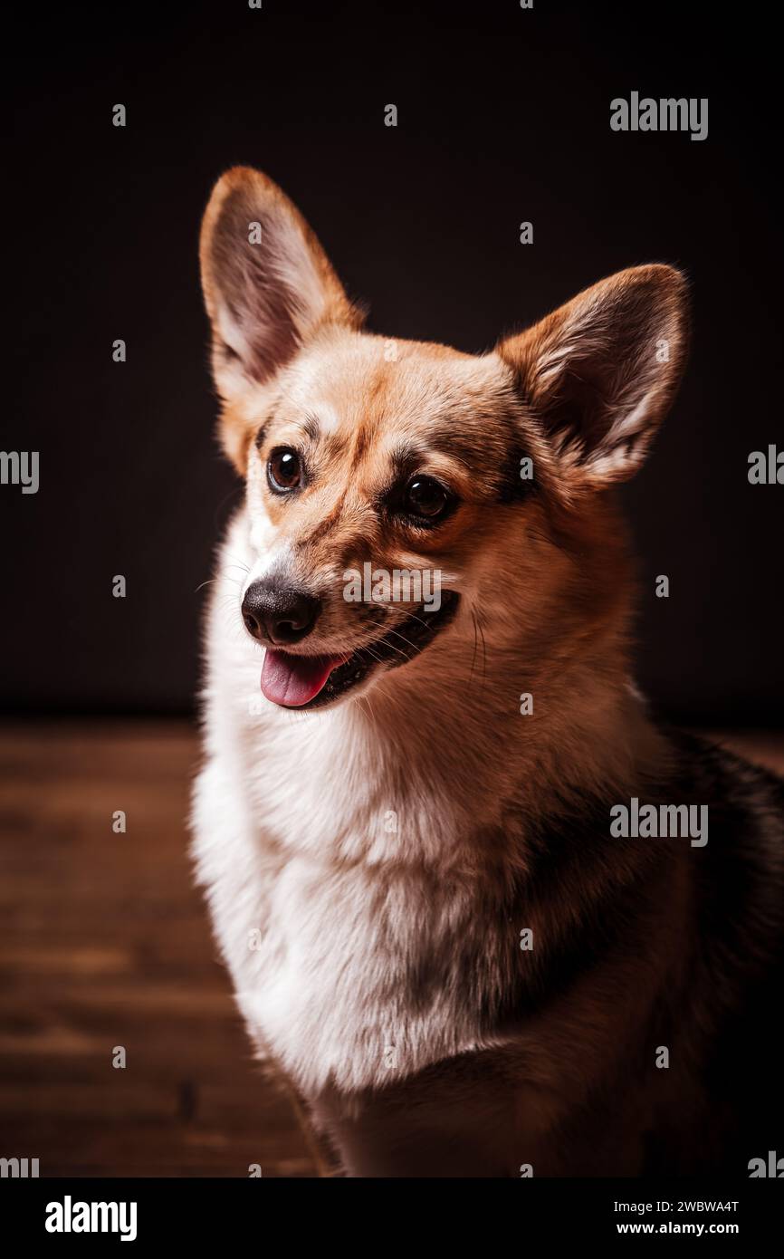 Smiley dog immagini e fotografie stock ad alta risoluzione - Alamy