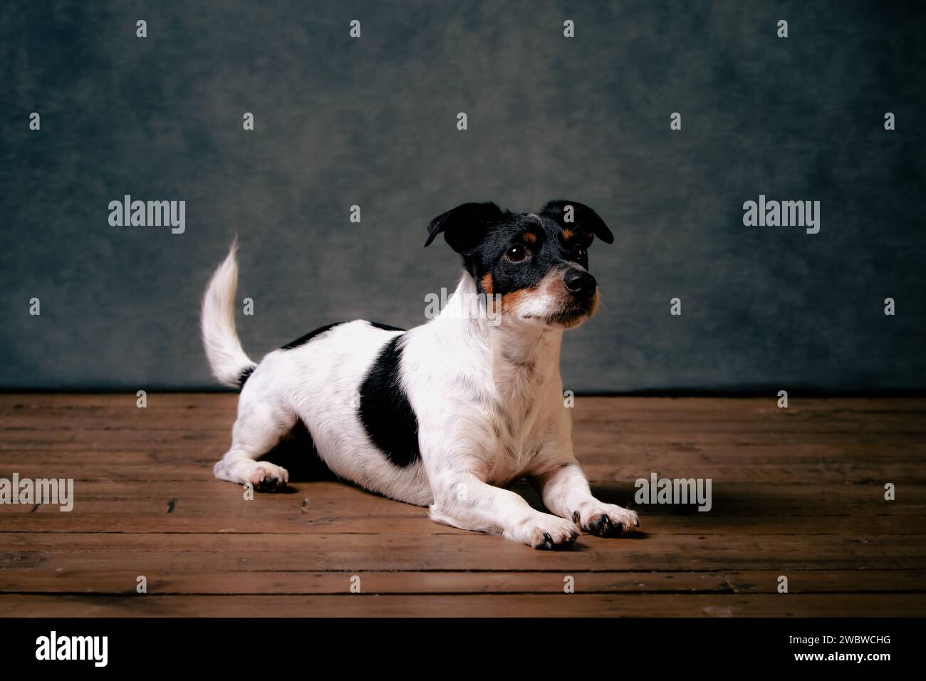The art of jack russell immagini e fotografie stock ad alta risoluzione ...