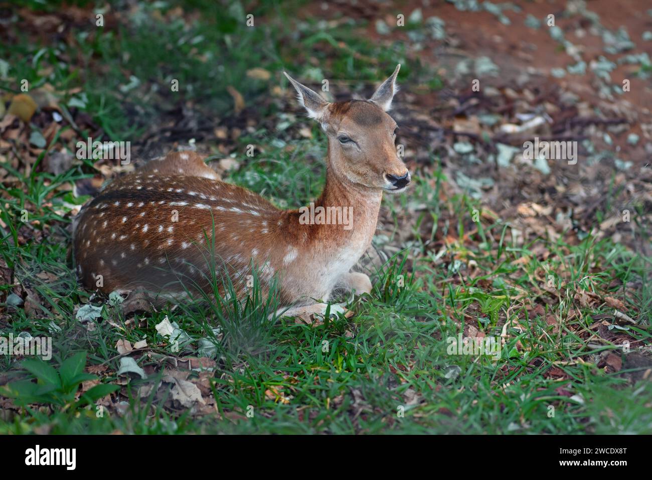 Cervo e daino immagini e fotografie stock ad alta risoluzione - Alamy