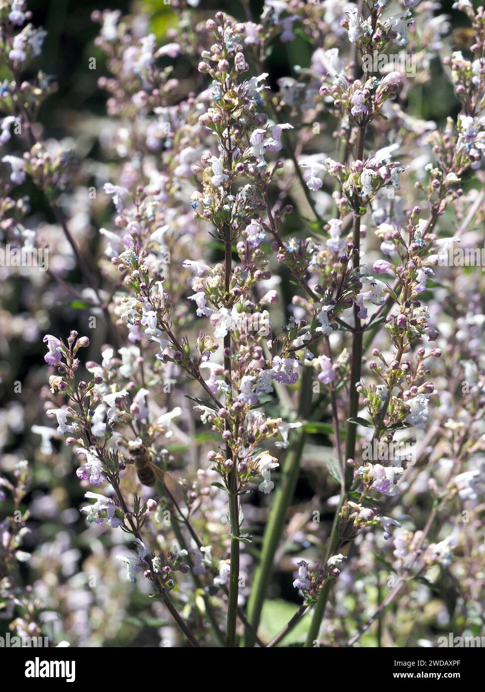 Nepeta pannonica immagini e fotografie stock ad alta risoluzione - Alamy