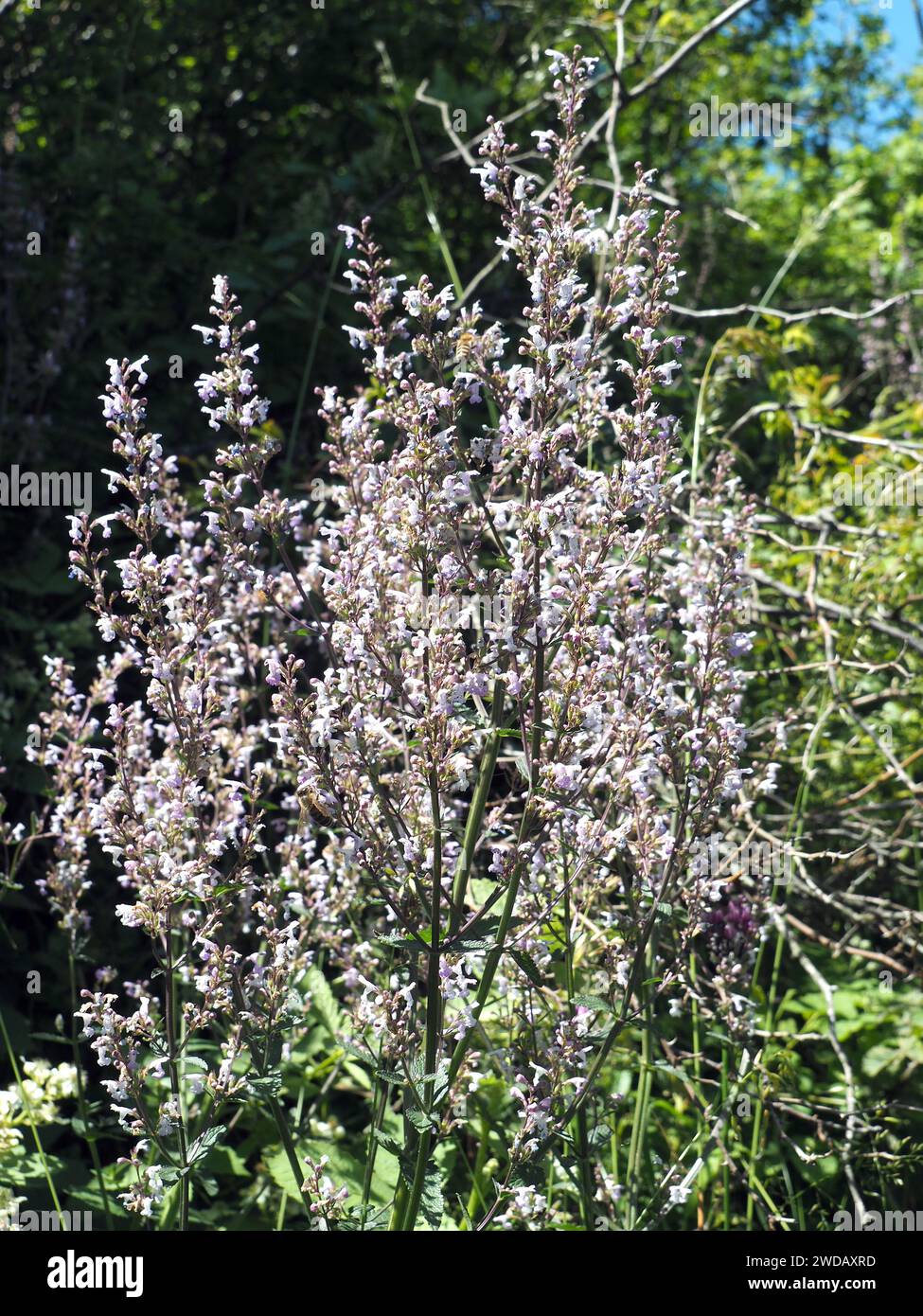 Nepeta pannonica immagini e fotografie stock ad alta risoluzione - Alamy