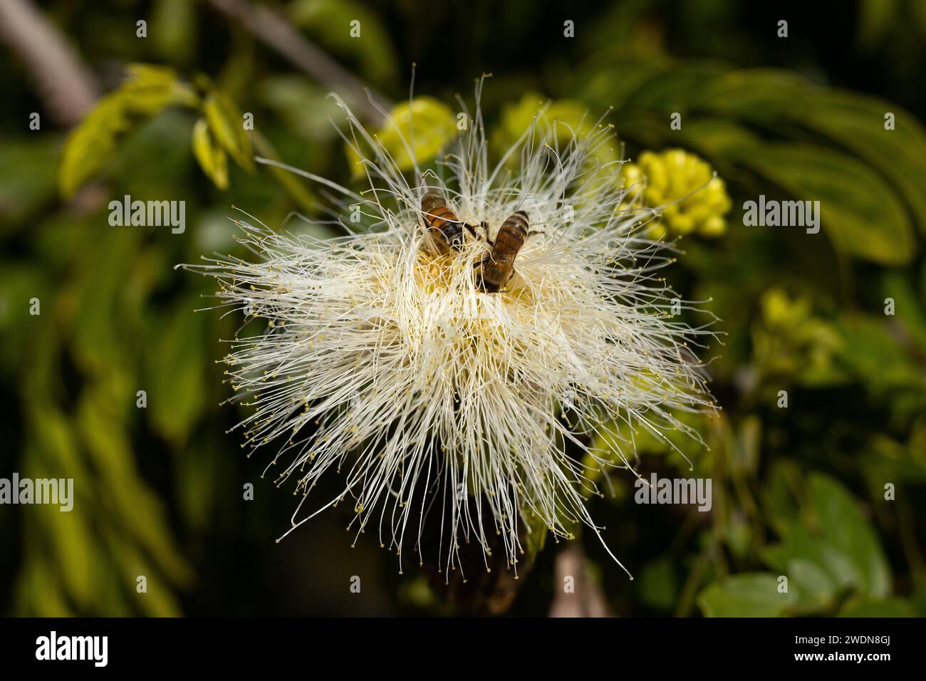 Albizia lebbeck fiore immagini e fotografie stock ad alta risoluzione ...