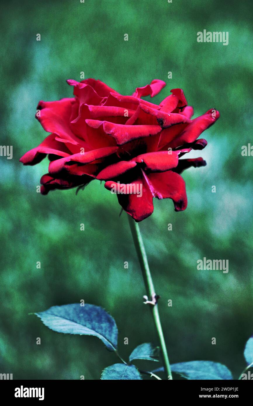 Rosa rossa appassita immagini e fotografie stock ad alta risoluzione ...