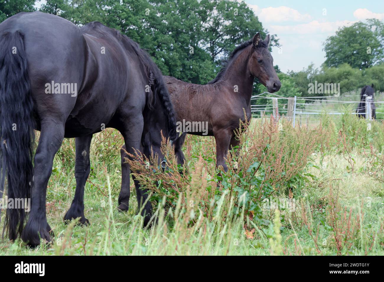 Friesian horse photography immagini e fotografie stock ad alta ...