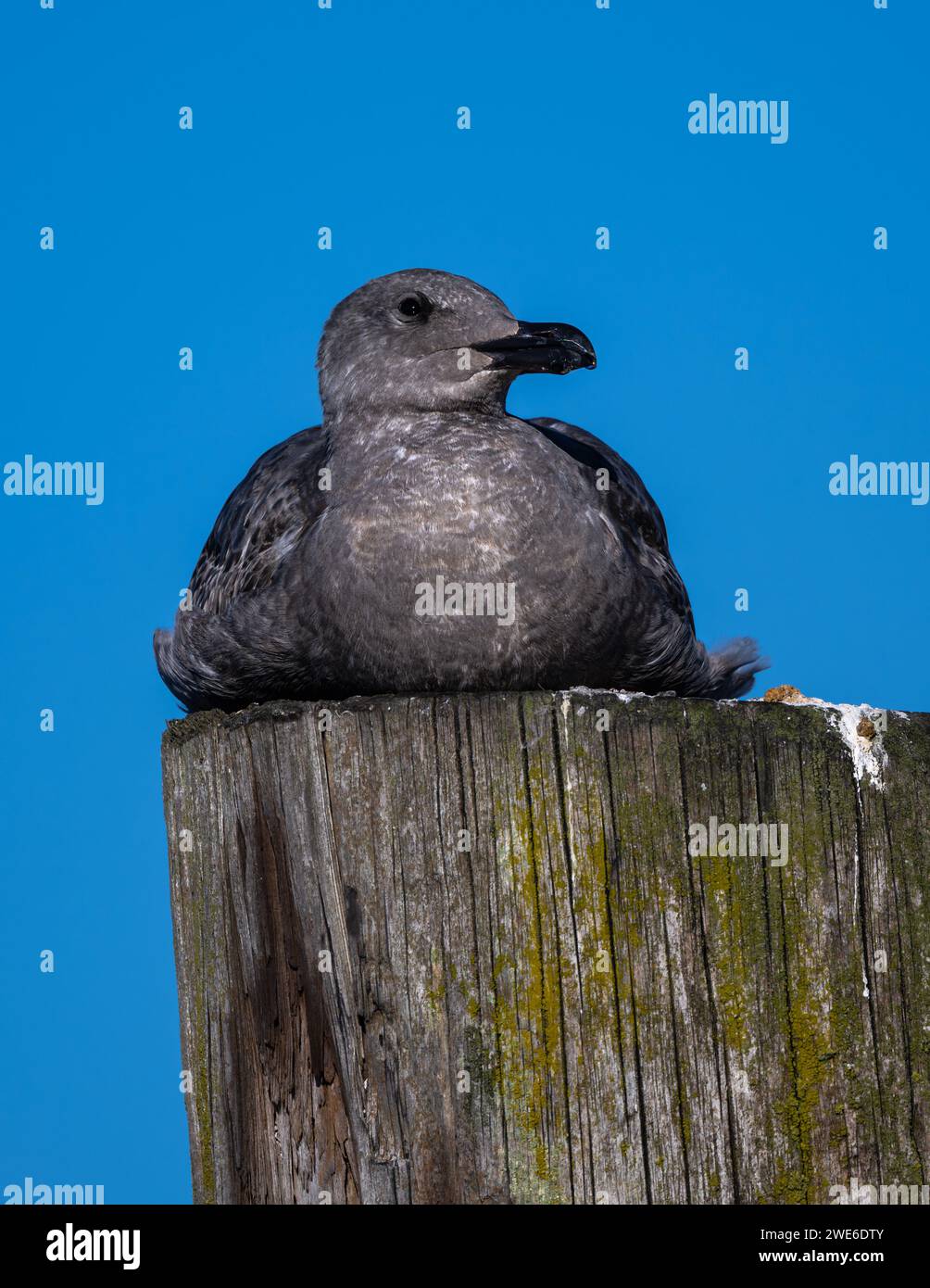 Ciclo di vita del gabbiano immagini e fotografie stock ad alta ...