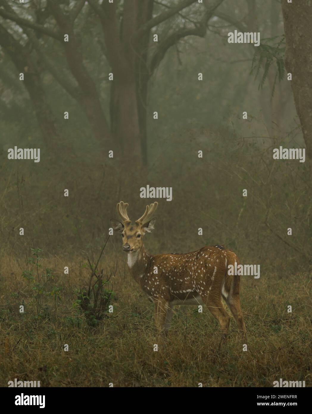 Immagini di safari africani immagini e fotografie stock ad alta ...