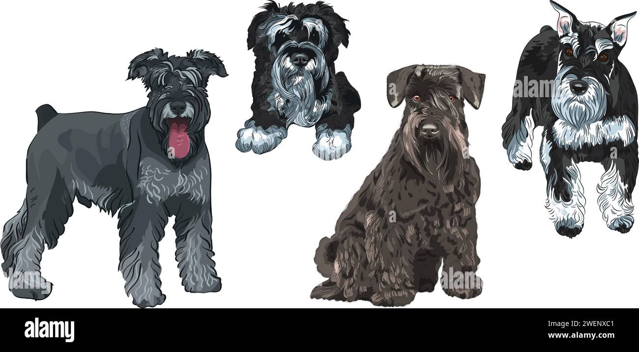 Cani purosangue Immagini Vettoriali Stock - Alamy