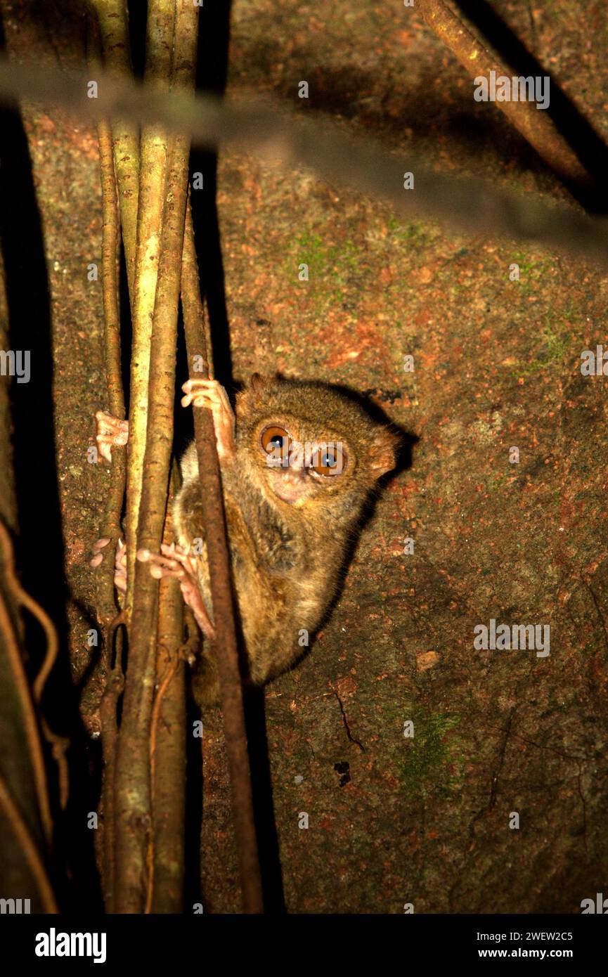 Ritratto di un tarsio o tarsier (Tarsius spectrumgurskyae) nella ...