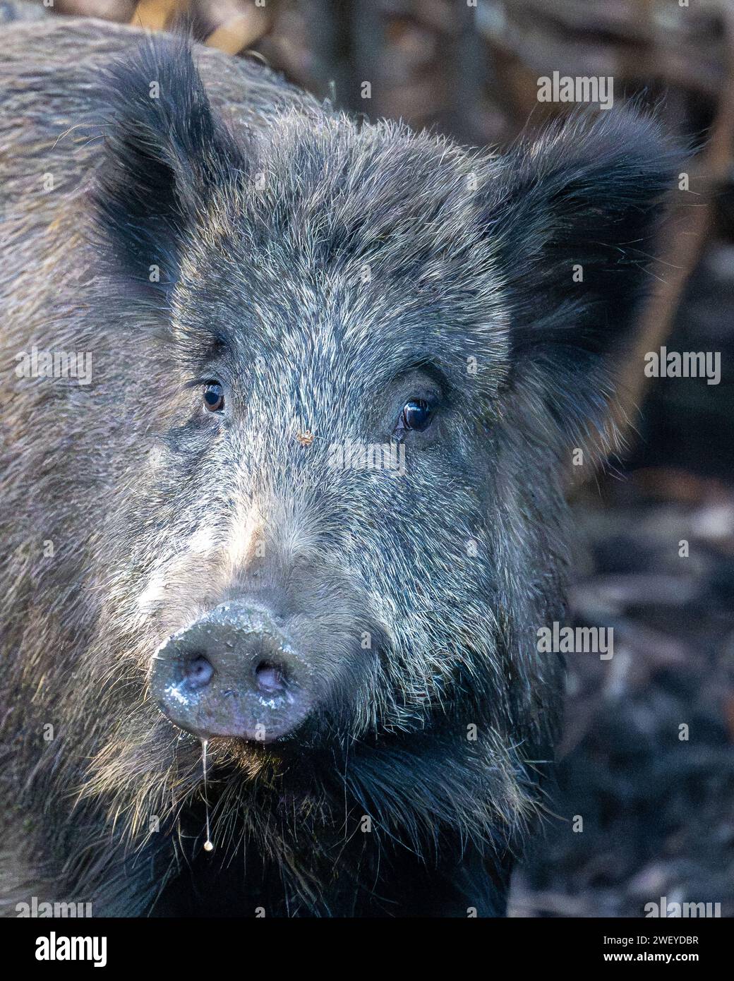 Cinghiale femmina adulta immagini e fotografie stock ad alta ...