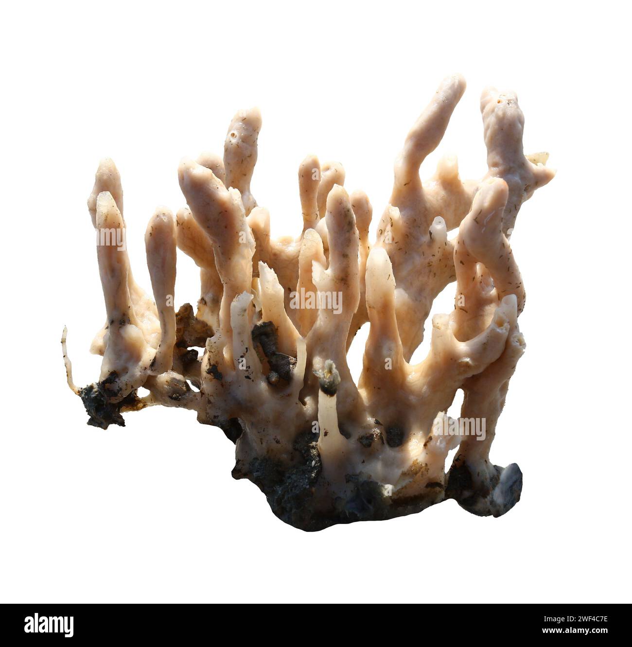 Phylum porifera immagini e fotografie stock ad alta risoluzione - Alamy