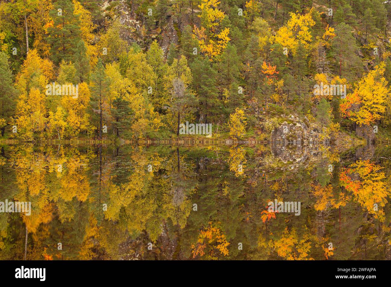 Foresta nordica autunnale riflessa nel lago immagini e fotografie stock ...