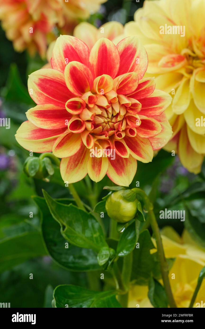 Dalia tricolore immagini e fotografie stock ad alta risoluzione - Alamy