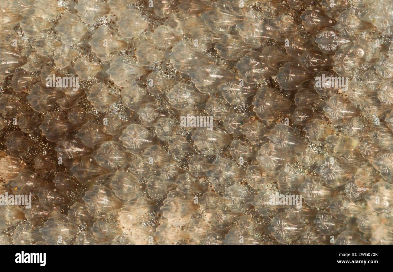 Squalo salmone immagini e fotografie stock ad alta risoluzione - Alamy